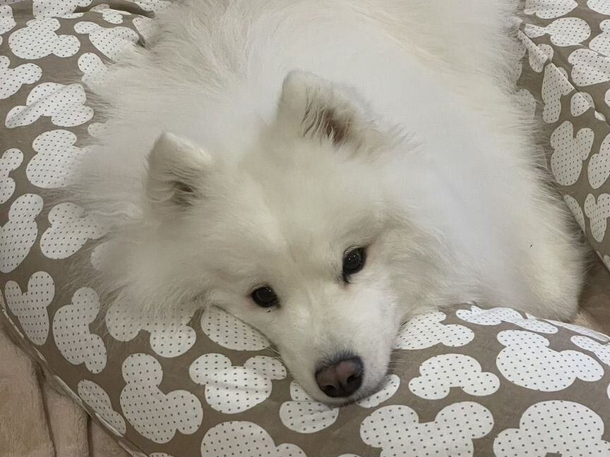 Самоед в добрые руки