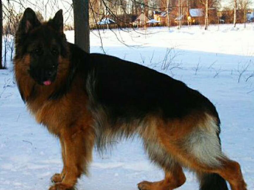 Вязка. Длинношёрстный кобель овчарка немецкая