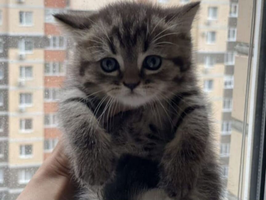 Британский мальчик мрамор на золоте