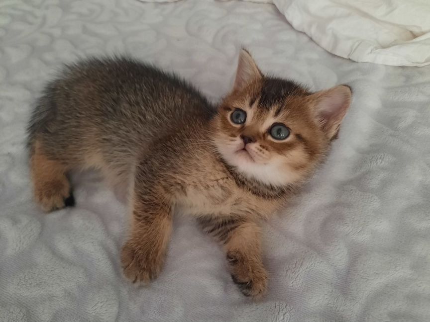Шотландские прямоухие и вислоухие котята