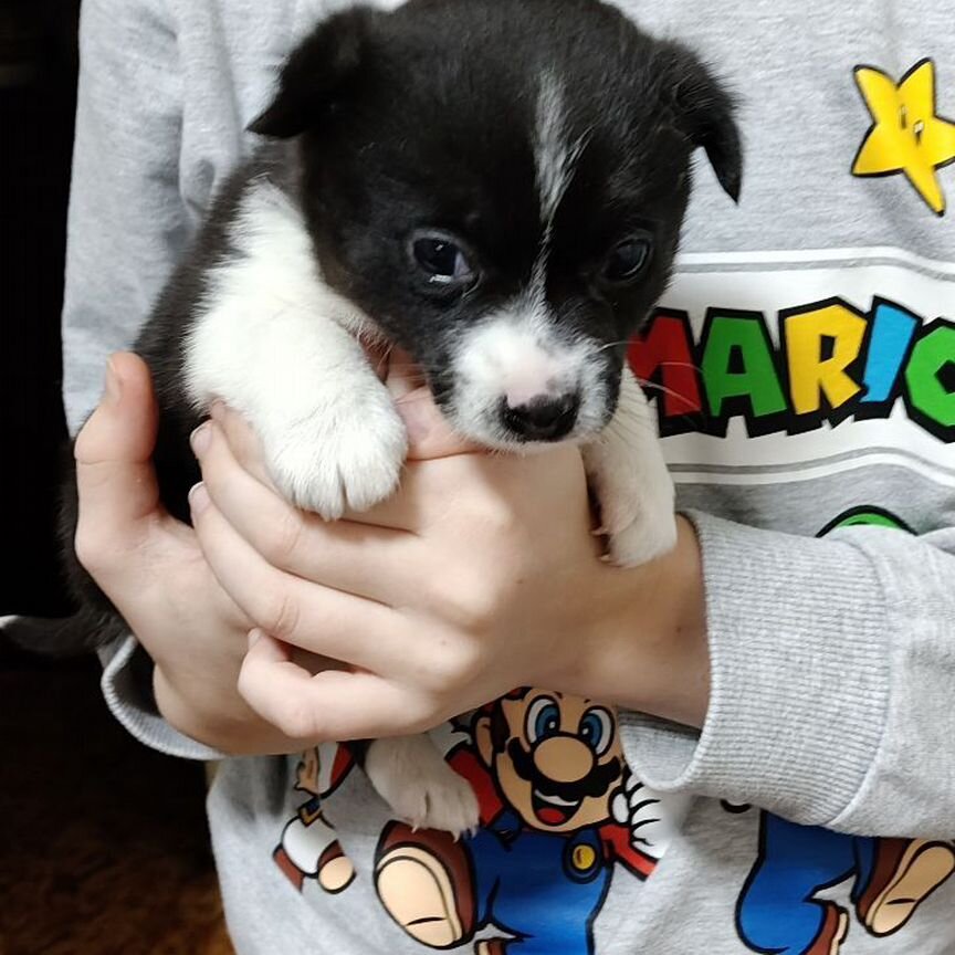 Щенок в добрые руки