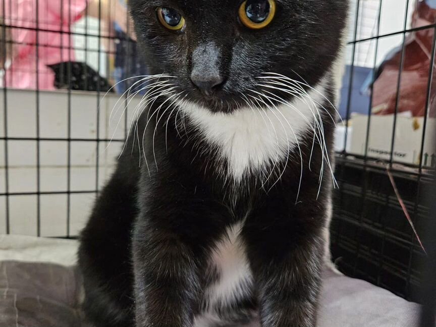 Котик хочет домой