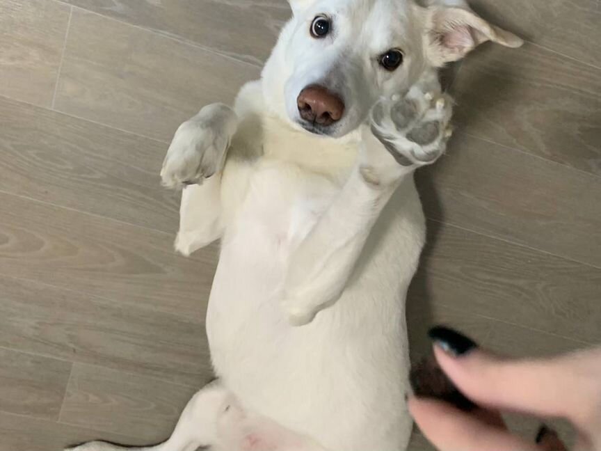 Белый песик ищет дом