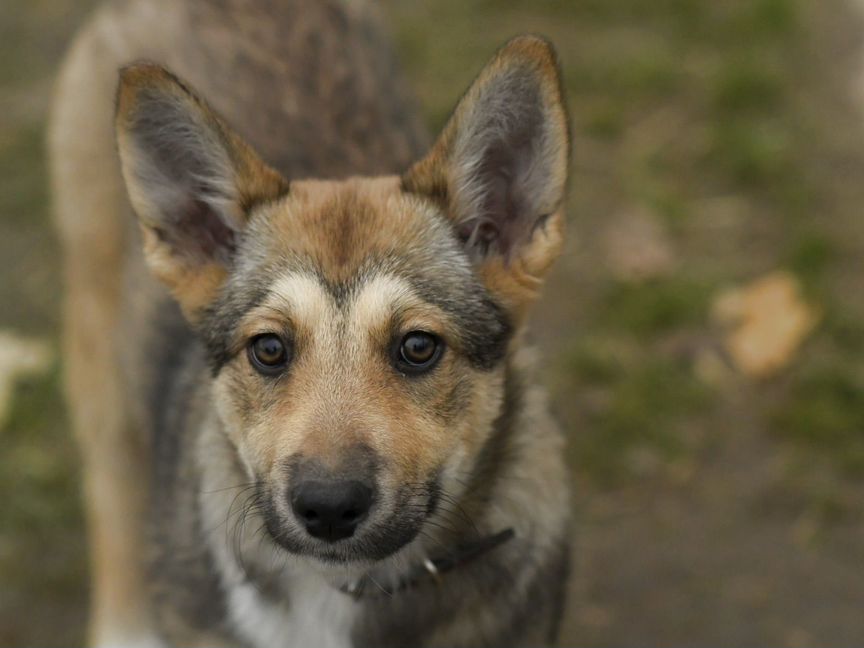 Щенок Лиза в добрые руки