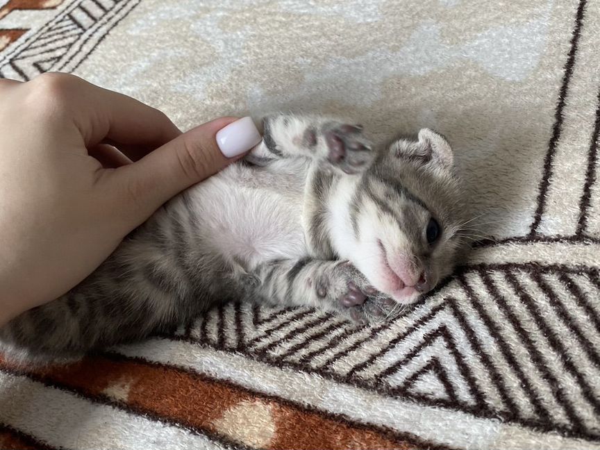 Котята