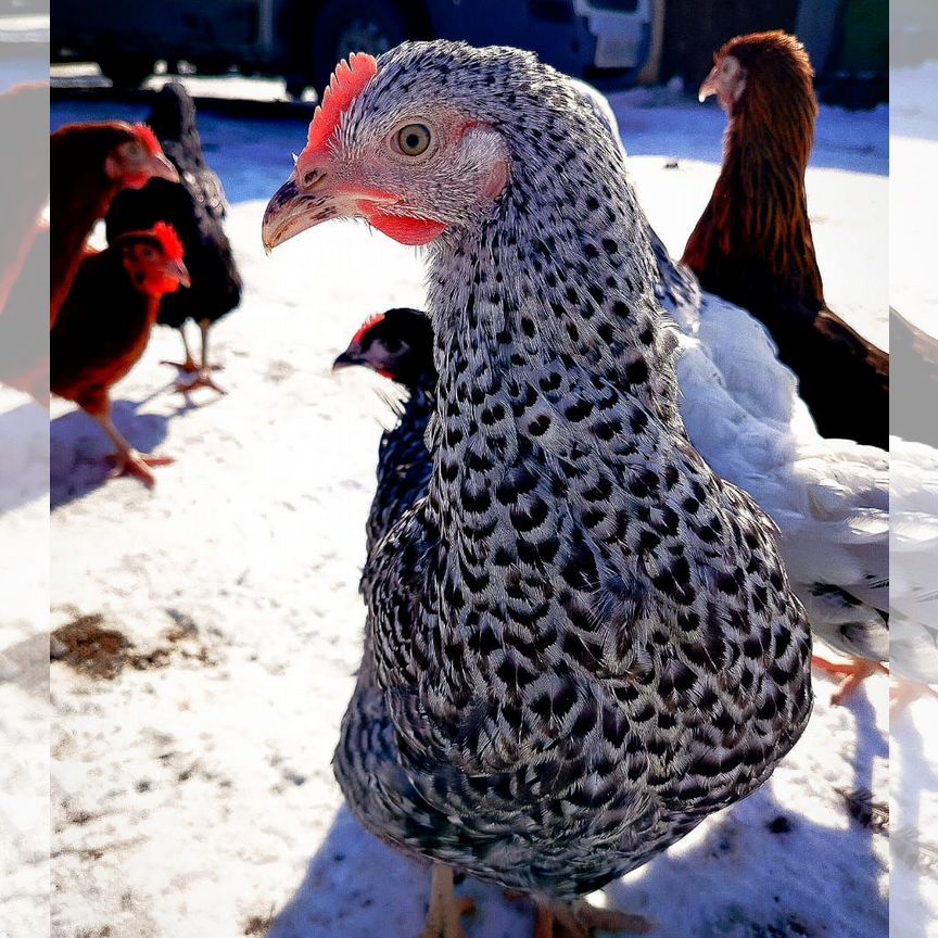 Куры молодки несушки домашние