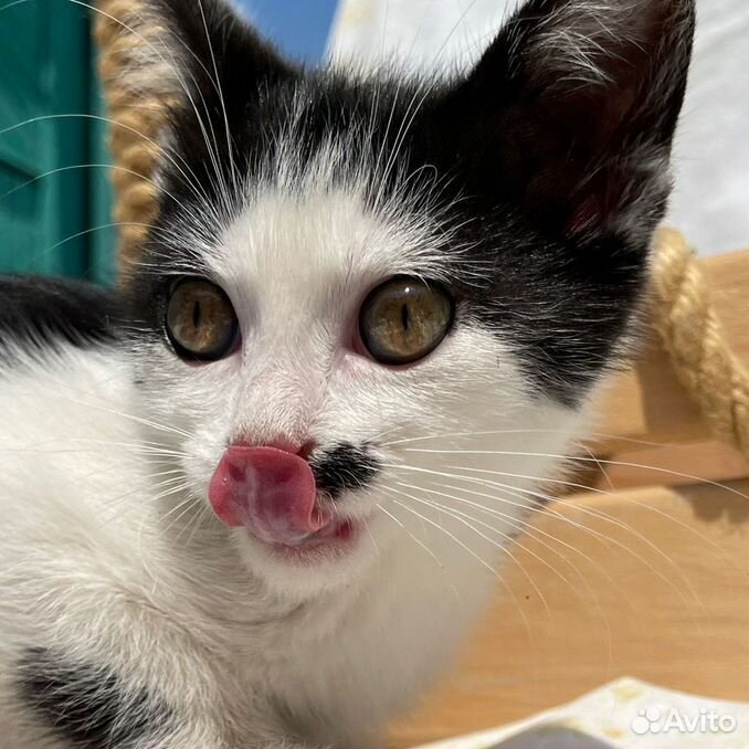 Милые хвостики ищут самые добпые ручки