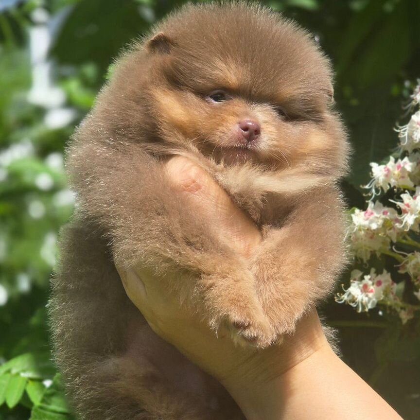 Померанский шпиц, щенок