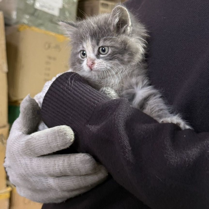 Котёнок в добрые руки
