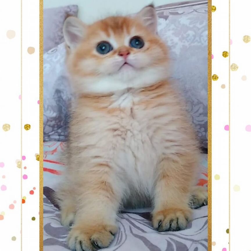 Шотландские котята