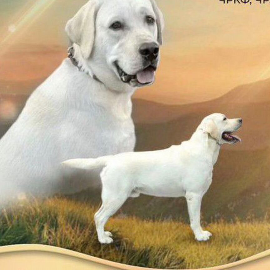 Вязка