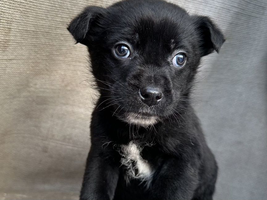 Щенок в добрые руки бесплатно