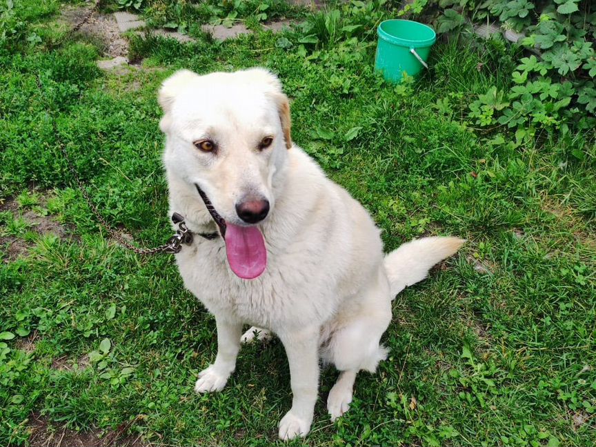 Ретривер Альфа ищет дом