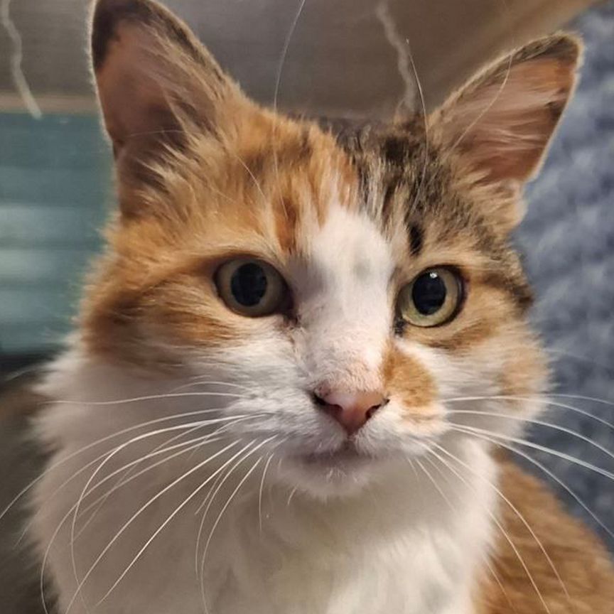 Норвежская лесная кошка, взрослая