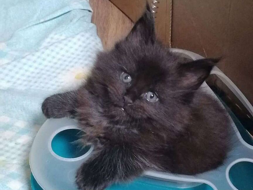 Мейн-кун котята