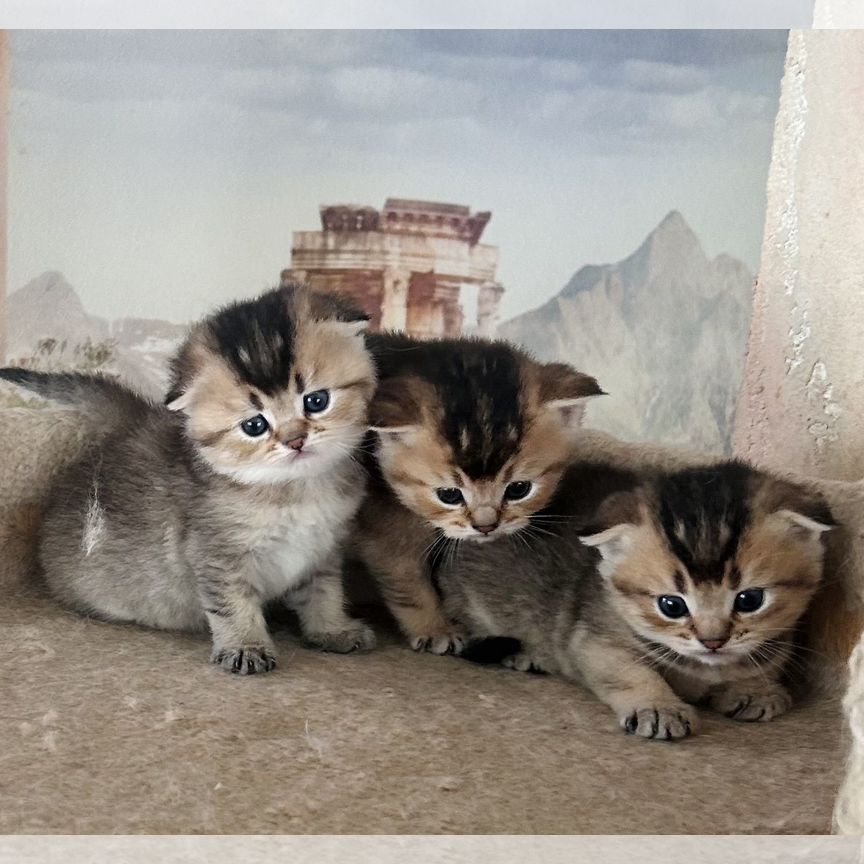 Шотландский вислоухий короткошёрстный котёнок