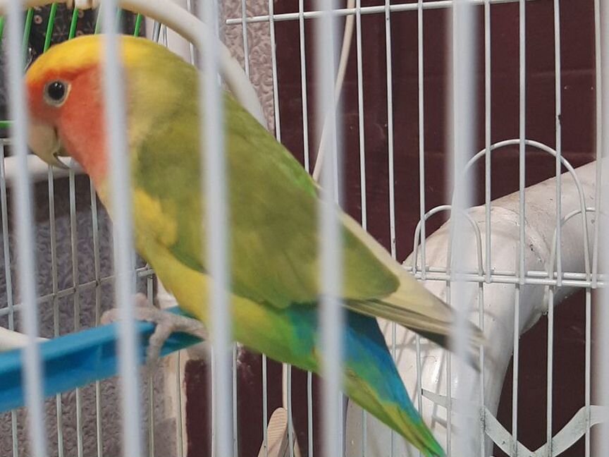 Продам попугая.неразлучник