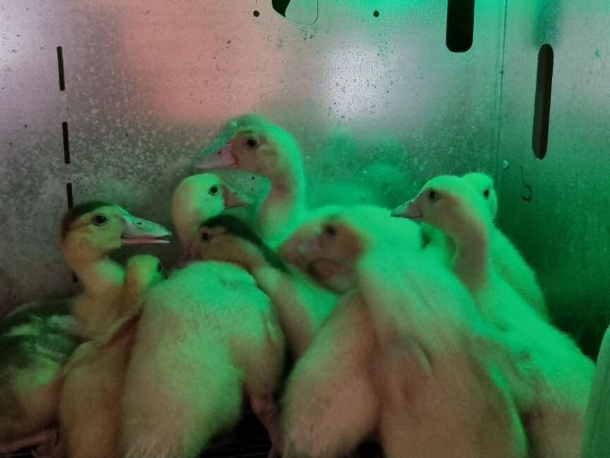 Индоутки, петушки на племя