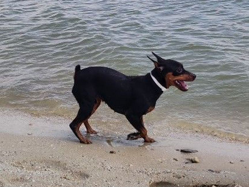 Цвергпинчер