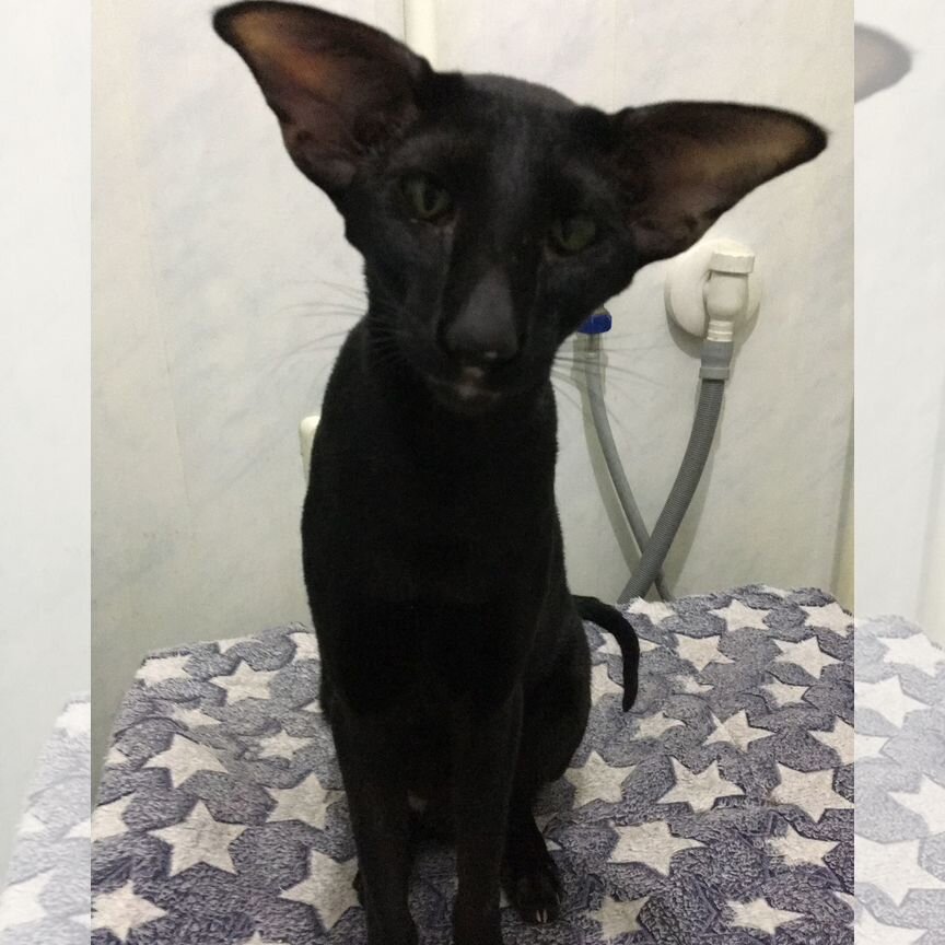 Ориентальный кот экстрим