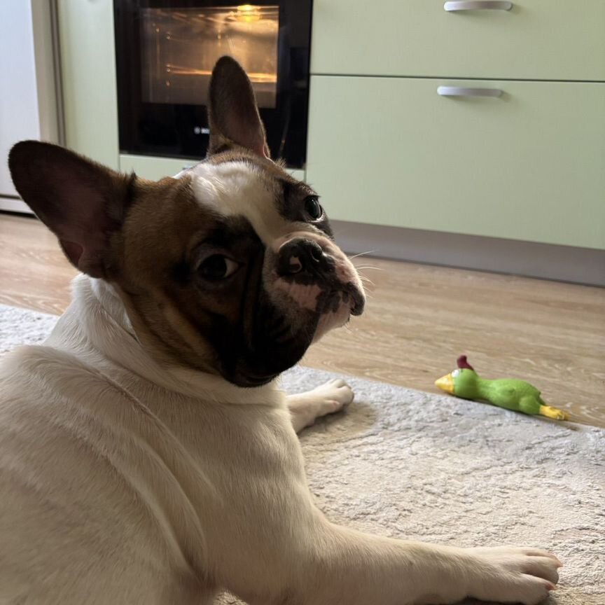 Французский бульдог с родословной скор