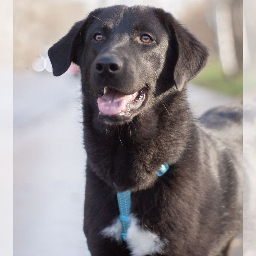 Щенок в добрые руки