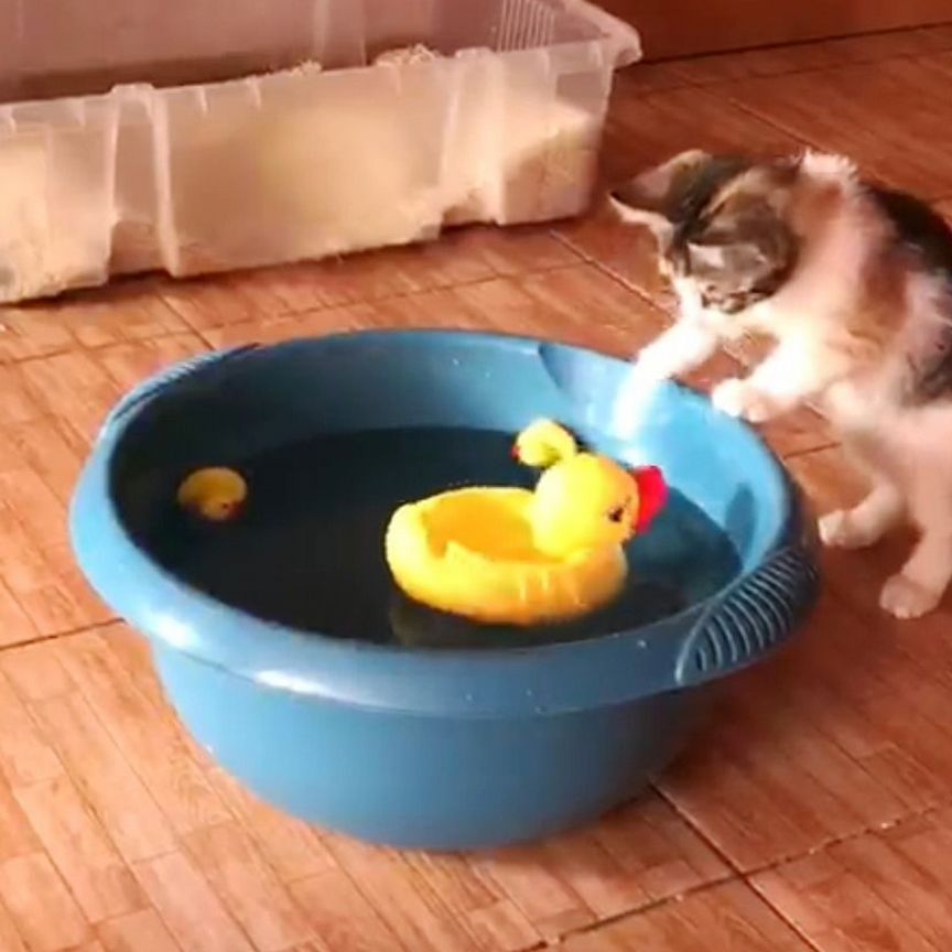 Котёнок в добрые руки