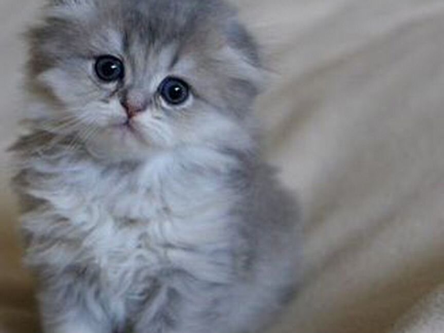 Шотландская вислоухая кошечка