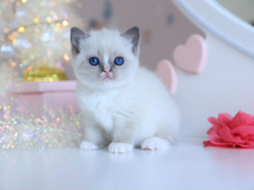 Очаровательный британский котёнок
