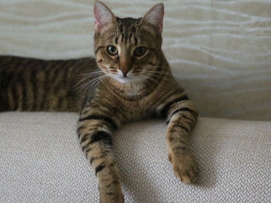 Молодой котик ищет дом