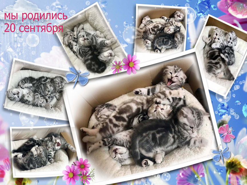 Шотландские котята