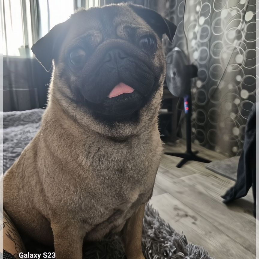 Мопс, взрослая собака