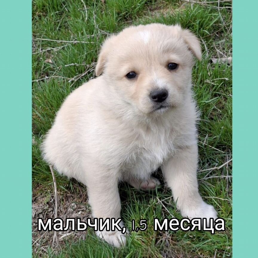 Щенок в добрые руки