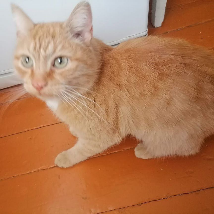Кошки