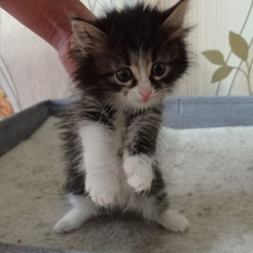 Сибирский котёнок