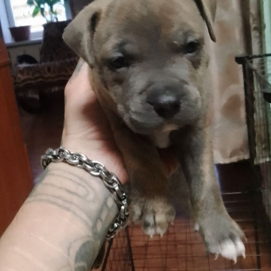 Американский стаффордширский терьер, щенок