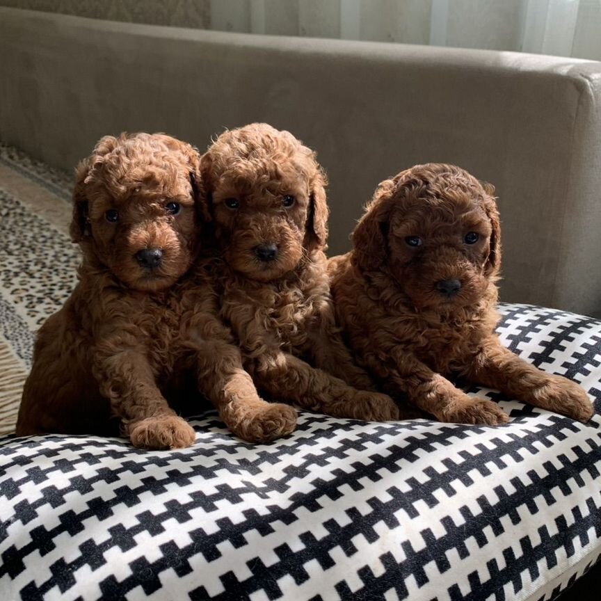 Той-пудель, щенок