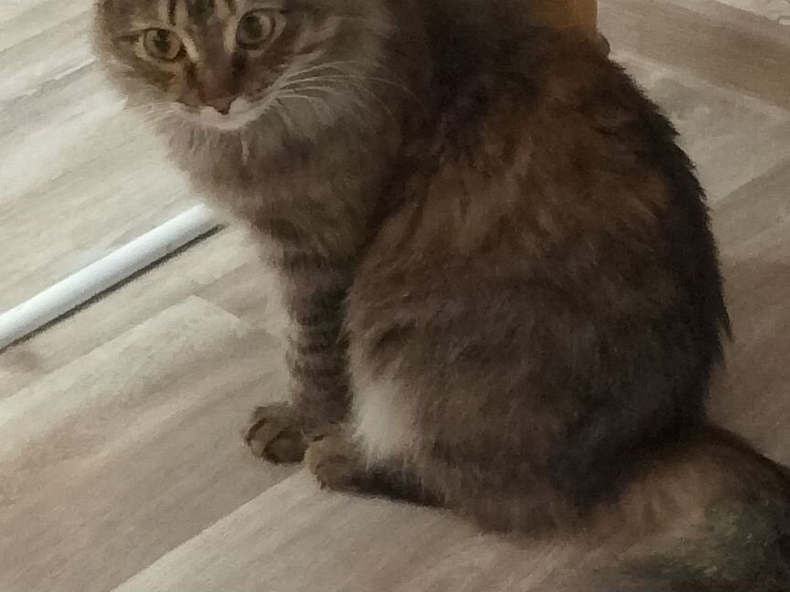 Кошка, около года, стерильная