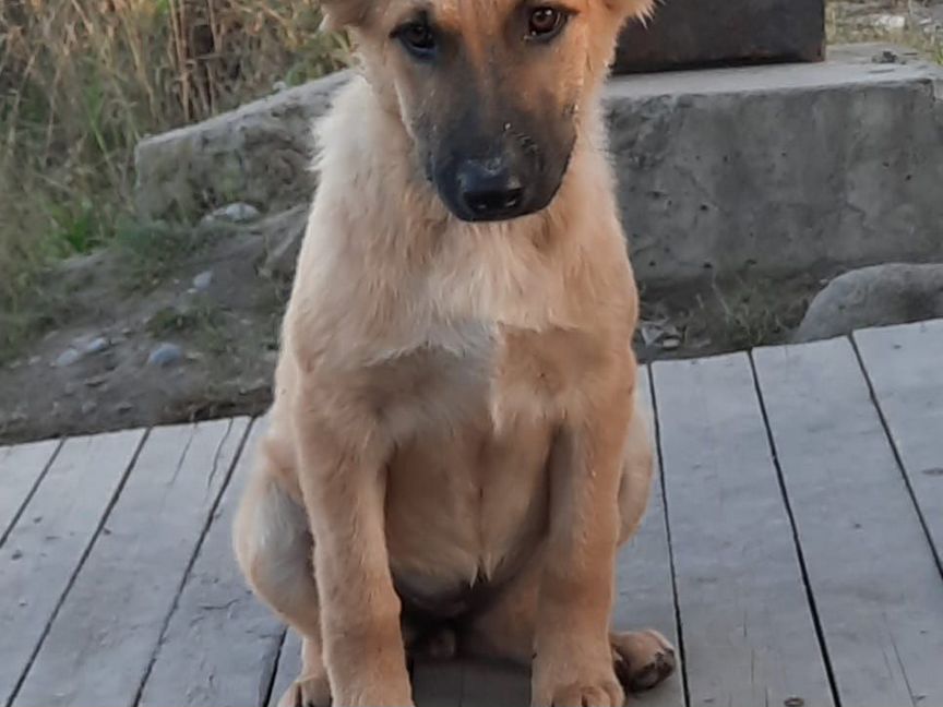 Щенки 4 месяца в опасности