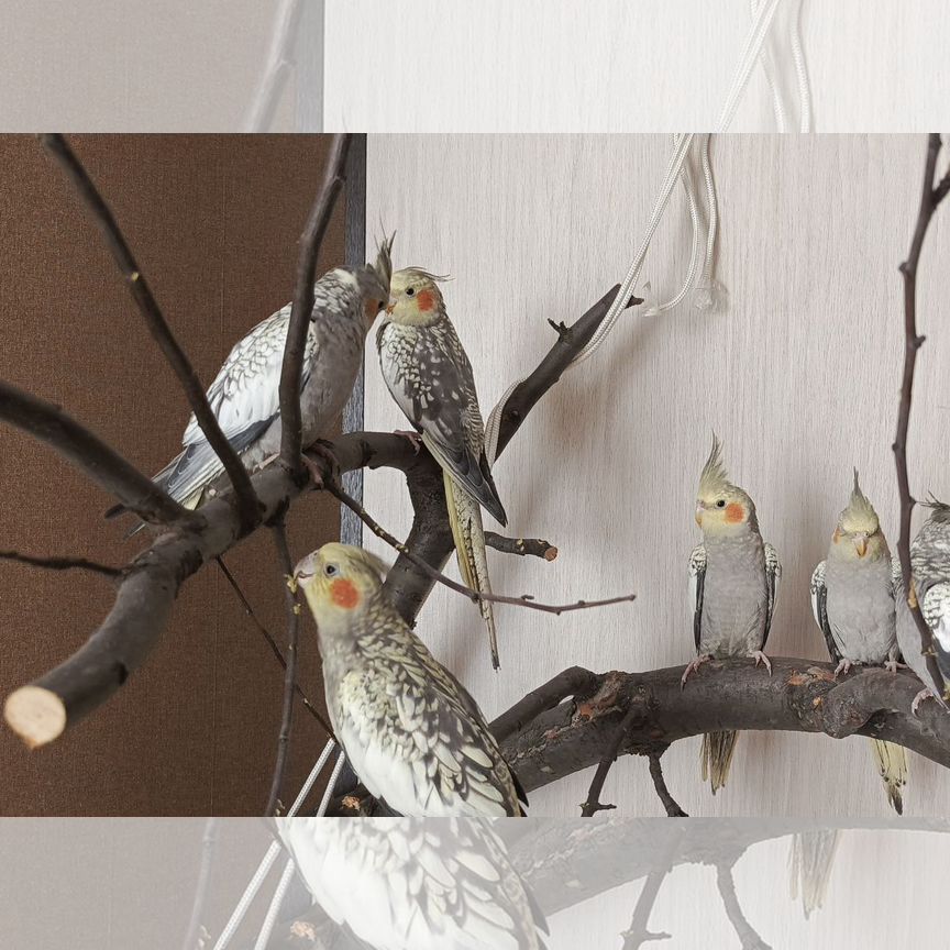 Попугай карелла птенцы