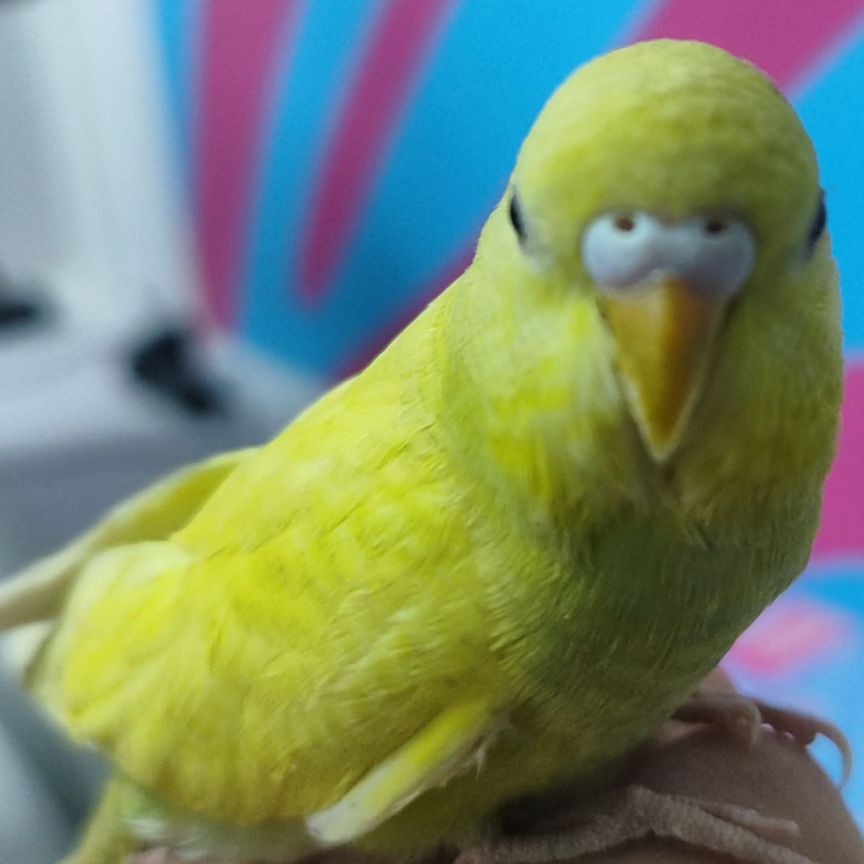 Волнистый попугай