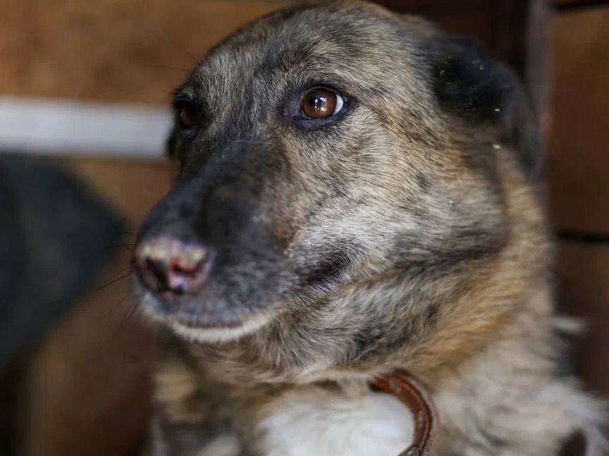 Собака в добрые руки отдам бесплатно