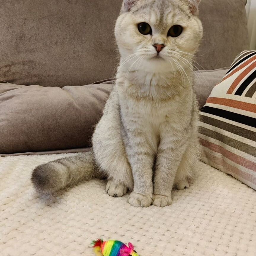 Шотландский вислоухий котенок