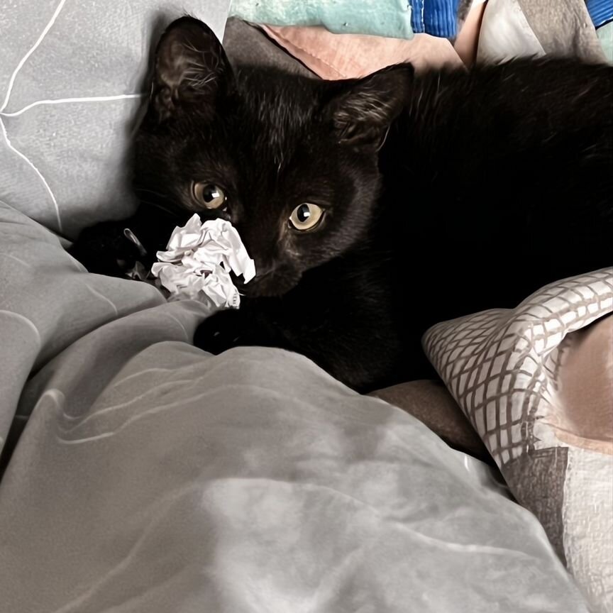 Котёнок в добрые руки