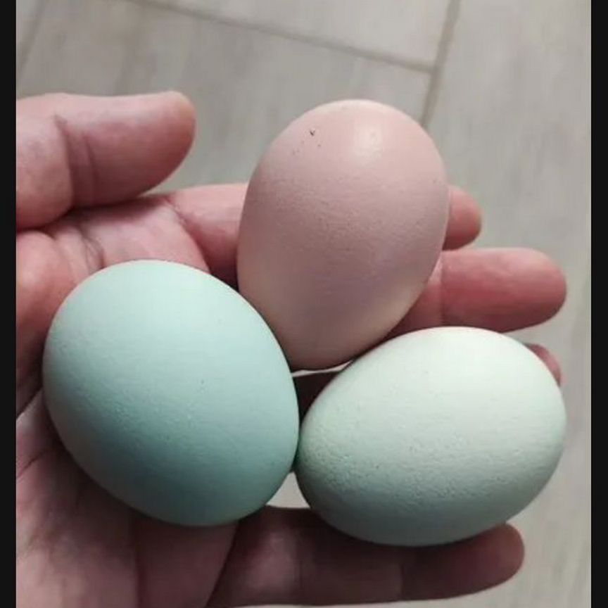 Инкубационное яйцо кур