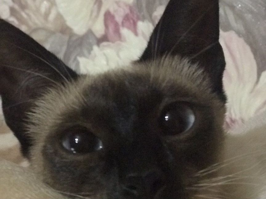 Кошка Сиамская Вязка