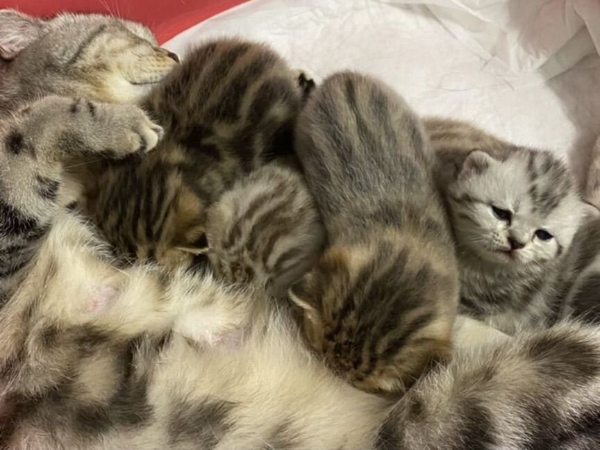 Шотландские вислоухие котята бронь