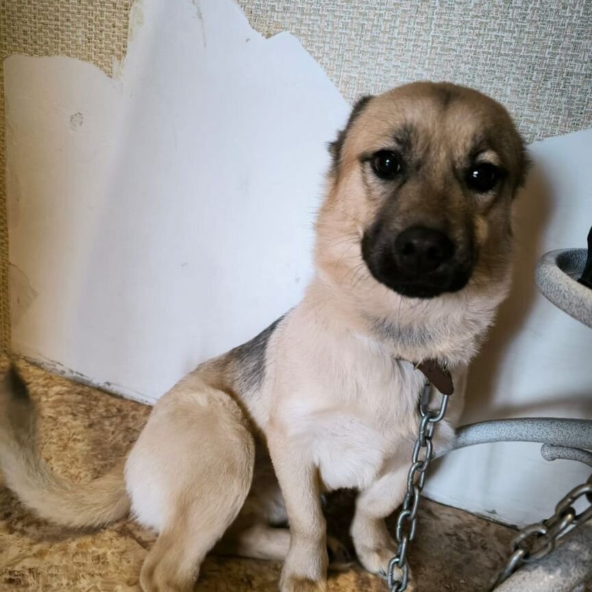 Отдам бесплатно в добрые руки