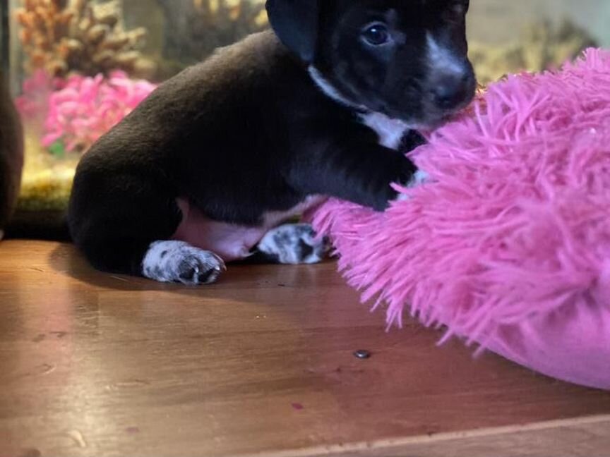 Щенок полукровка