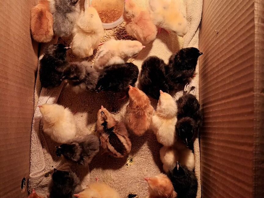 Цыплята Доминант суточные и подрощенные